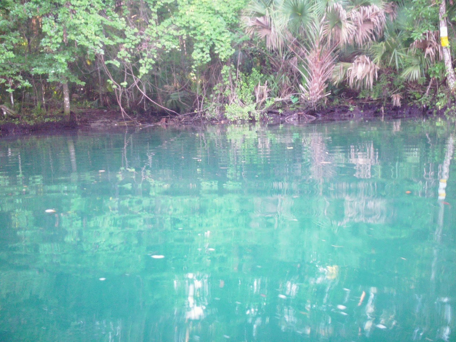 Old fart with a paddle: Weeki Wachee: Snakes, raccoons, and sharks, oh my!