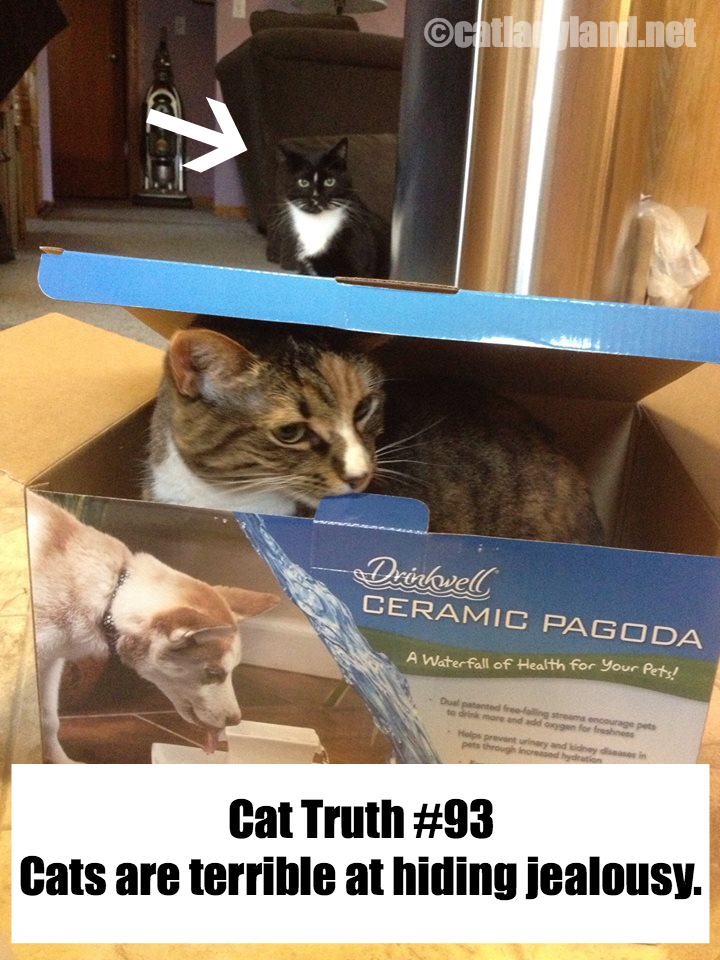 Catladyland: Cats are Funny: Cat Truth #93: Cats Don't Hide Feelings