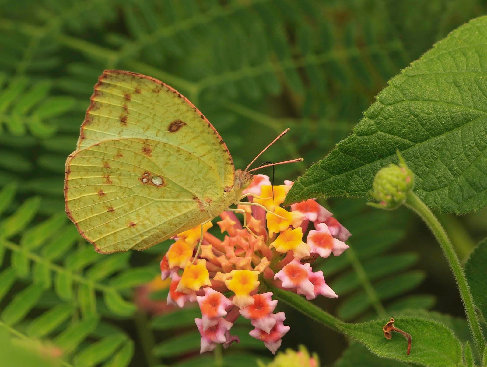 Butterflies of Vietnam: 231. Catopsilia pyranthe pyranthe (The Mottled ...