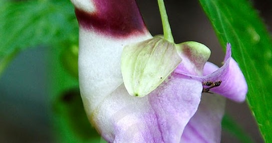 Flores Pereira: La Flor Perico (Impatiens psittacina)
