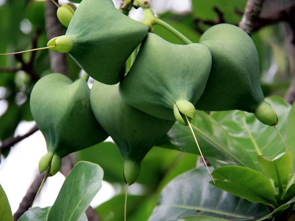 'ZIEN EN WETEN': BARRINGTONIA ASIATICA. SRI LANKA RONDREIS.