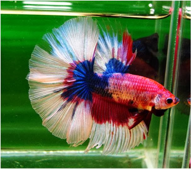 Betta Splendens: Les plus belles photos de Bettas: Septembre 2013