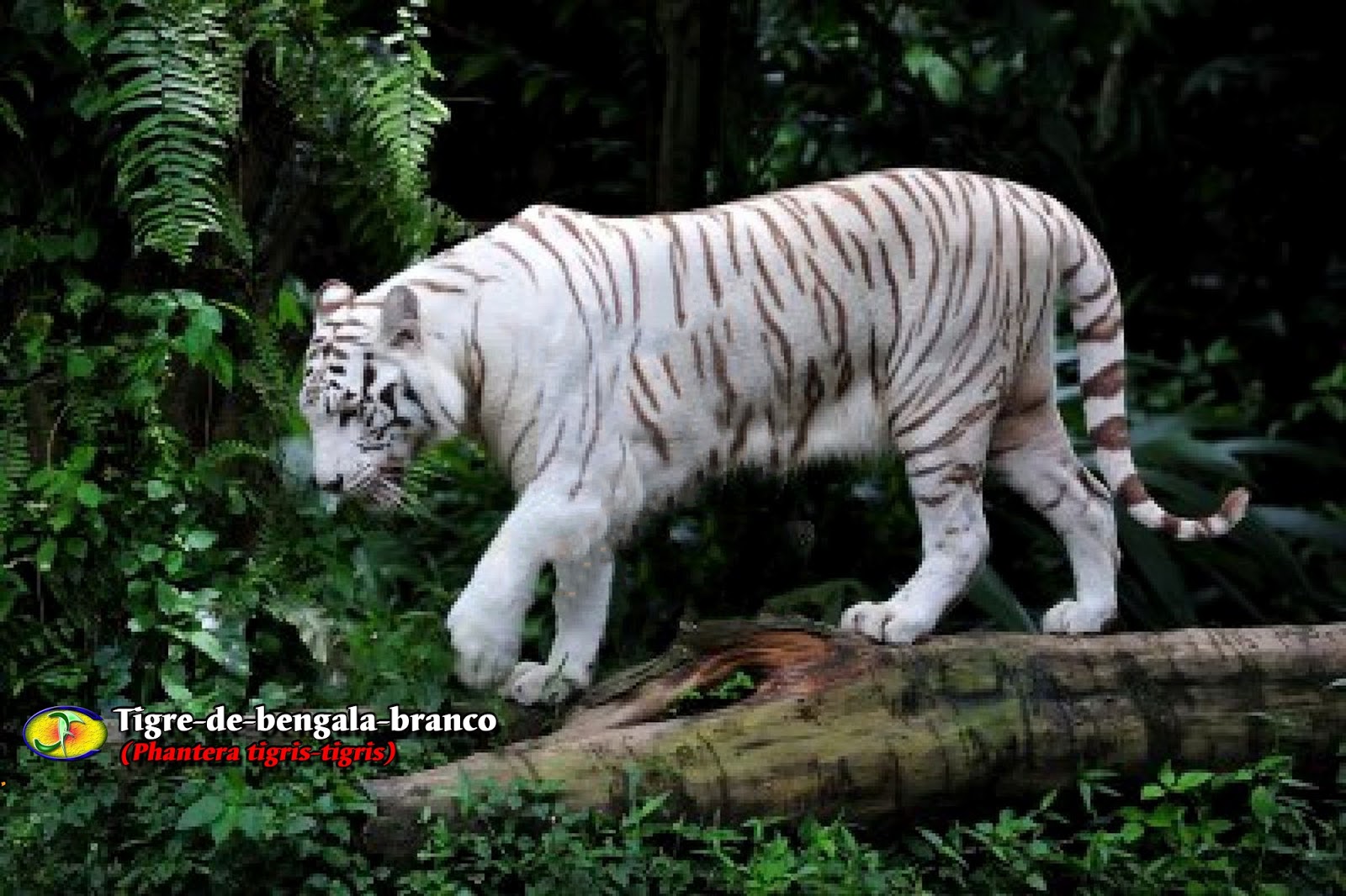 Zoologia: Tigre-de-Bengala (Panthera tigris tigris)