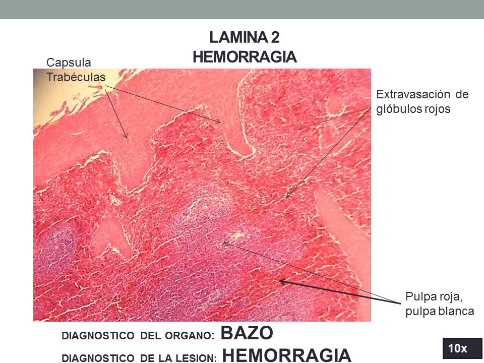 PATOLOGIA GENERAL VETERINARIA: ACTIVIDADES PRACTICAS
