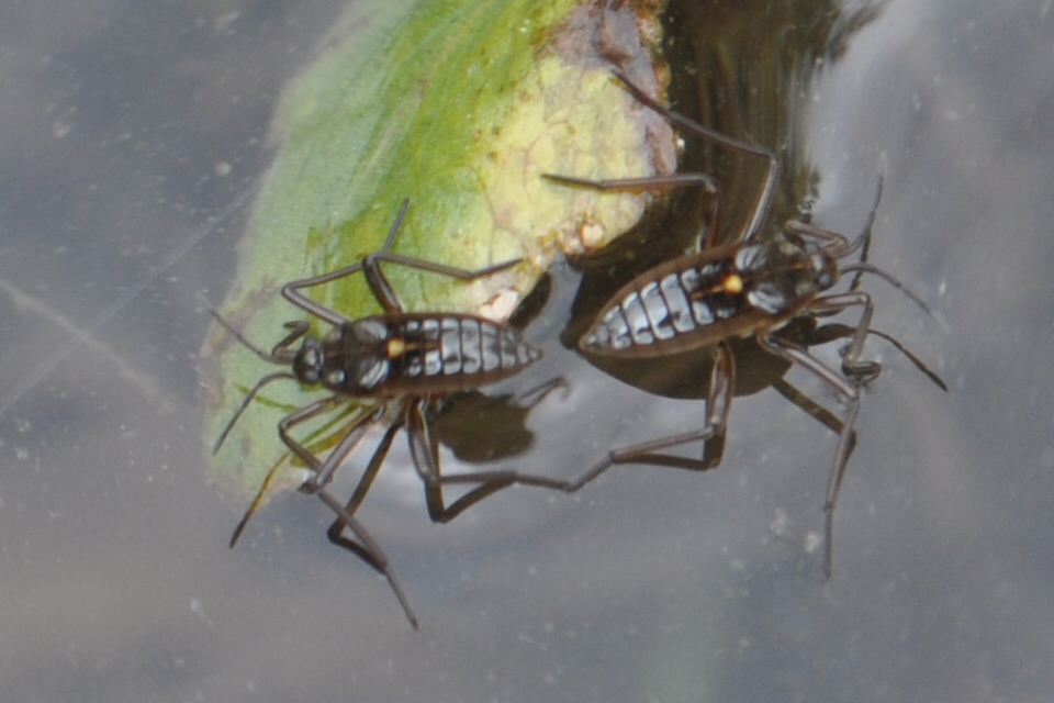 ZOOTOGRAFIANDO (6.100 ANIMALS): GRILLO DE AGUA (Velia rivulorum)