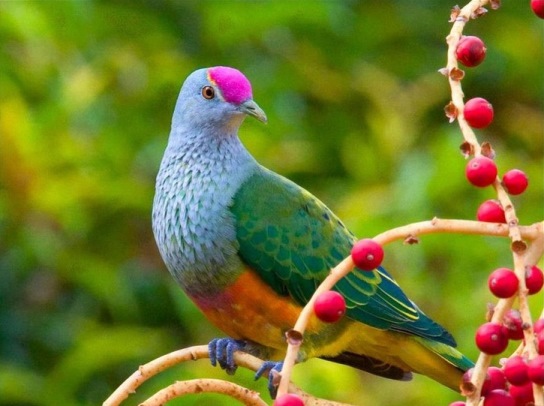 Curiosidades del Mundo: Aves hermosas e increíbles del Mundo.