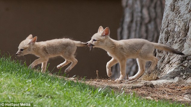 White Wolf : Fantastic family of fox pups roll in the grass and play ...