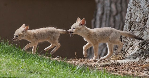 White Wolf : Fantastic family of fox pups roll in the grass and play ...