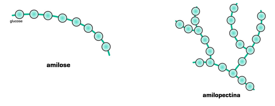 Uma Química Irresistível: O Amido