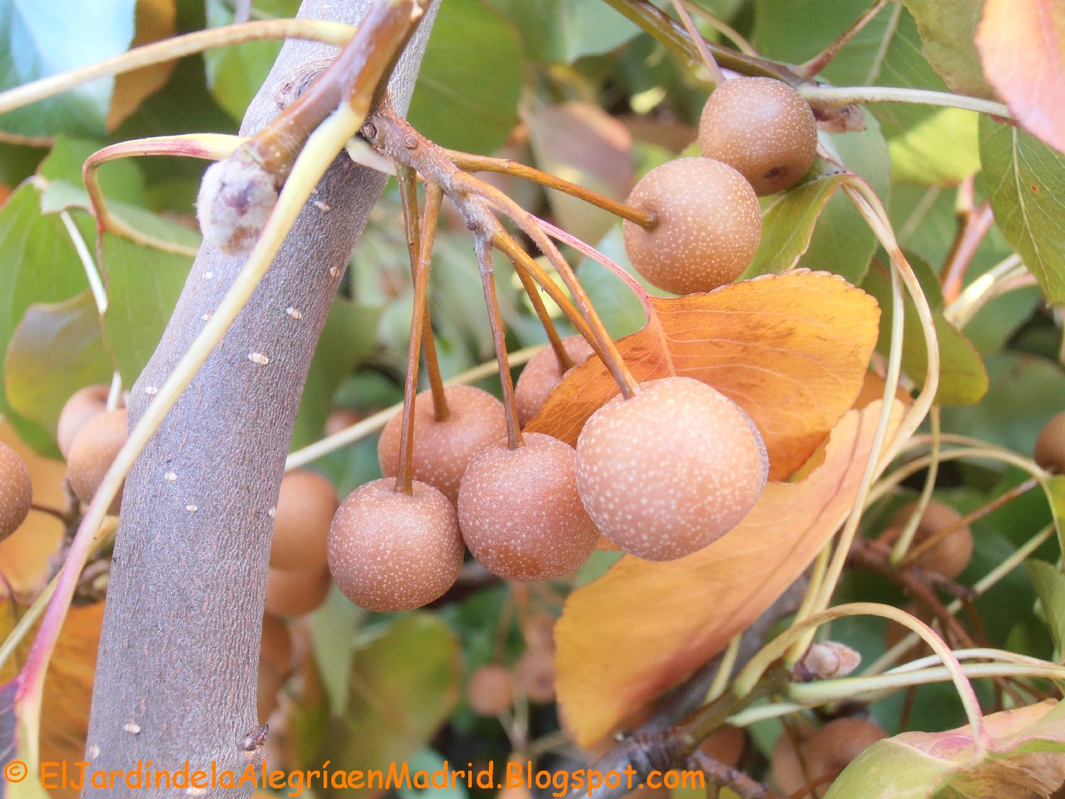 El jardín de la alegría : Pyrus calleryana 'Chanticleer' (Peral de ...