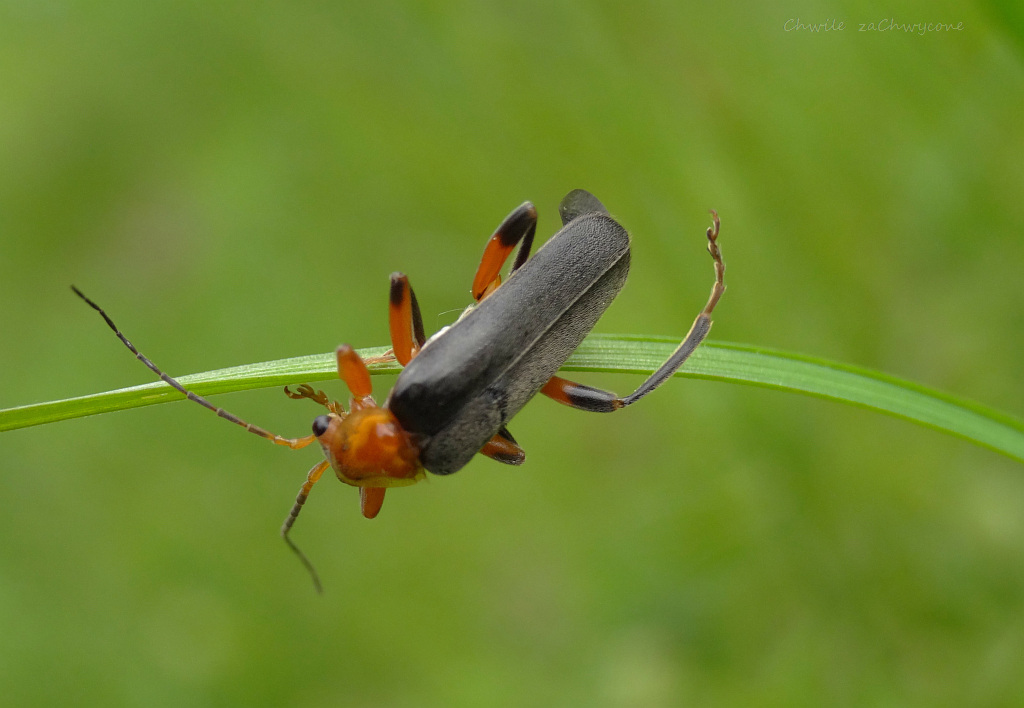 Chwile zaChwycone: Omomiłek Cantharis livida
