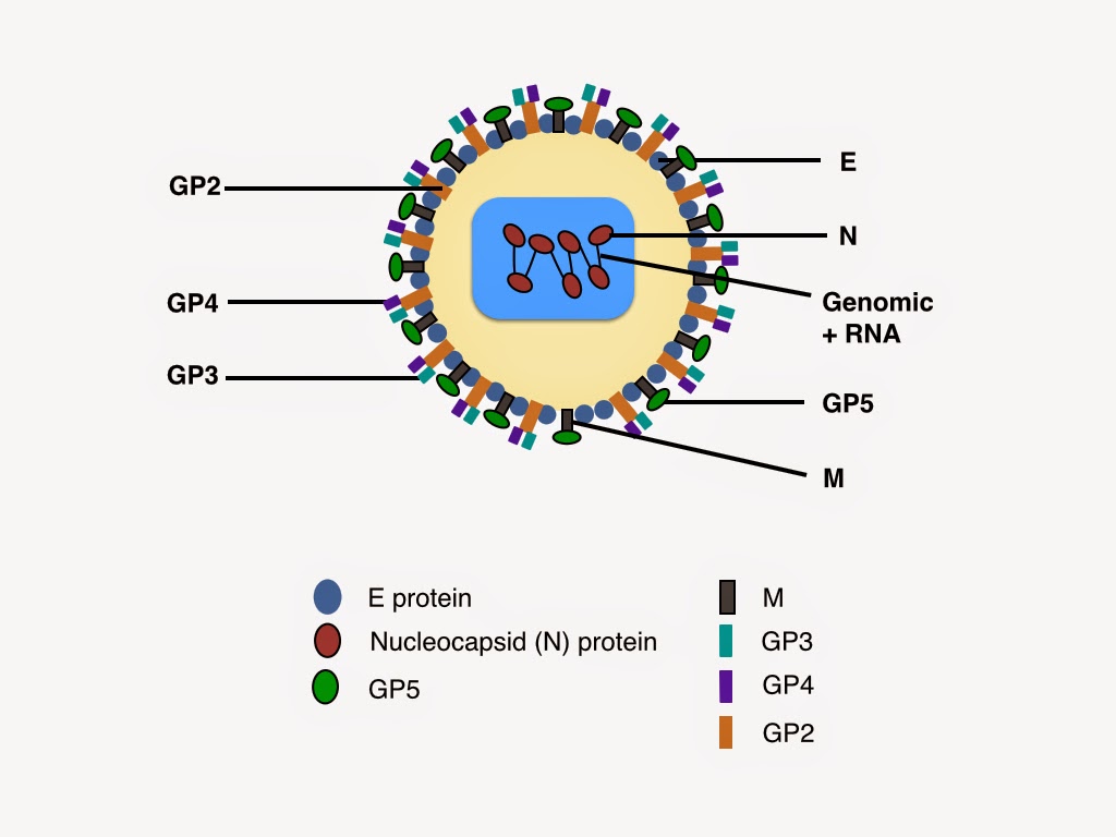 Virology tidbits: January 2015