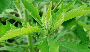 Manfaat dan khasiat ajaib Sembung (Blumea balsamifera (L.) DC) | Sehat ...