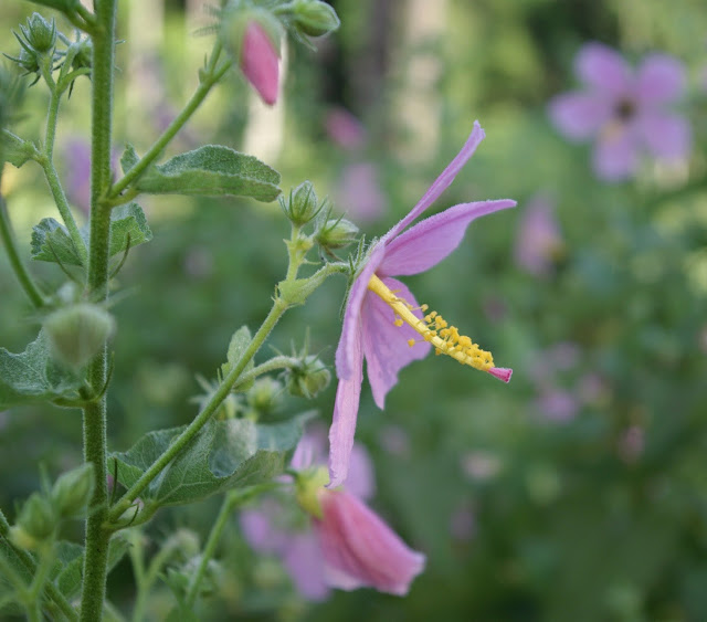sweetbay: Blooming Friday -- Seashore Mallow