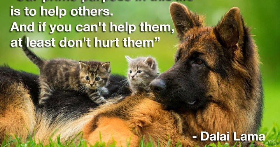 Moments of Introspection: Help Others...Don't Hurt Them