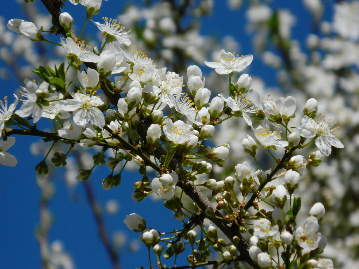 LA MULTI ANI, ROMANIA!: Pom inflorit