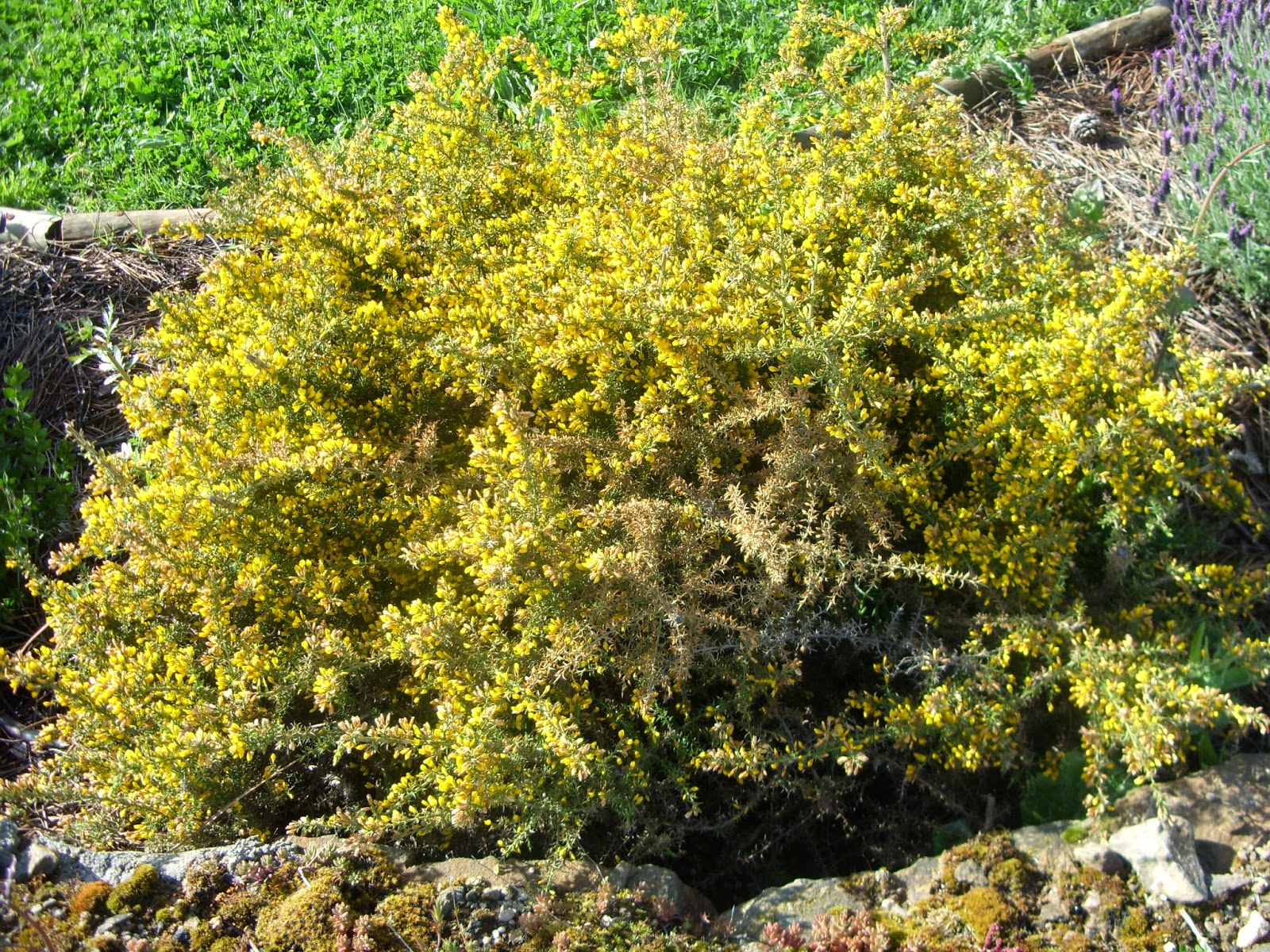 Jardim Autóctone: Plantas autóctones, diversidade cromática...