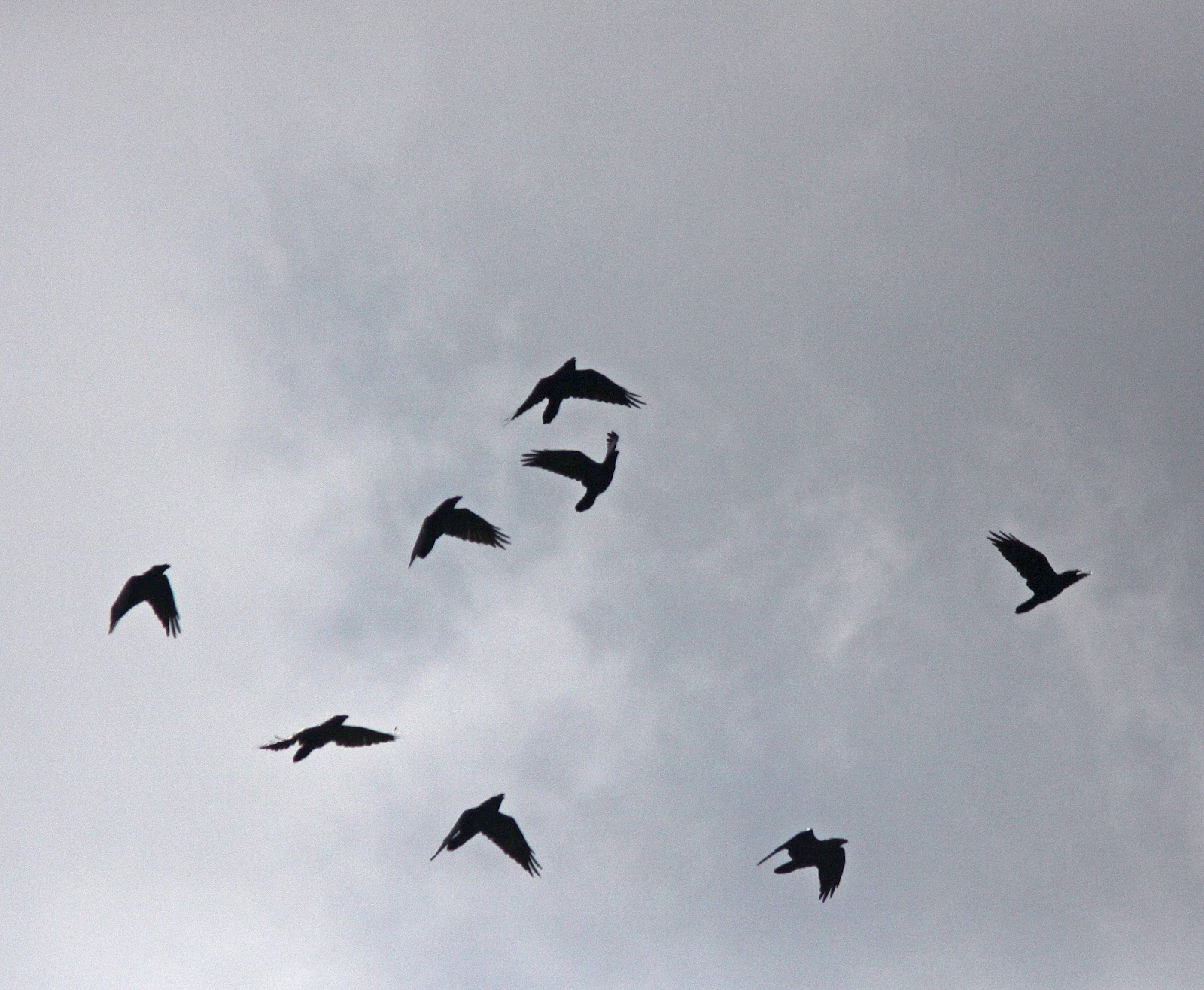 Northamptonshire Birding: Raven Heaven!