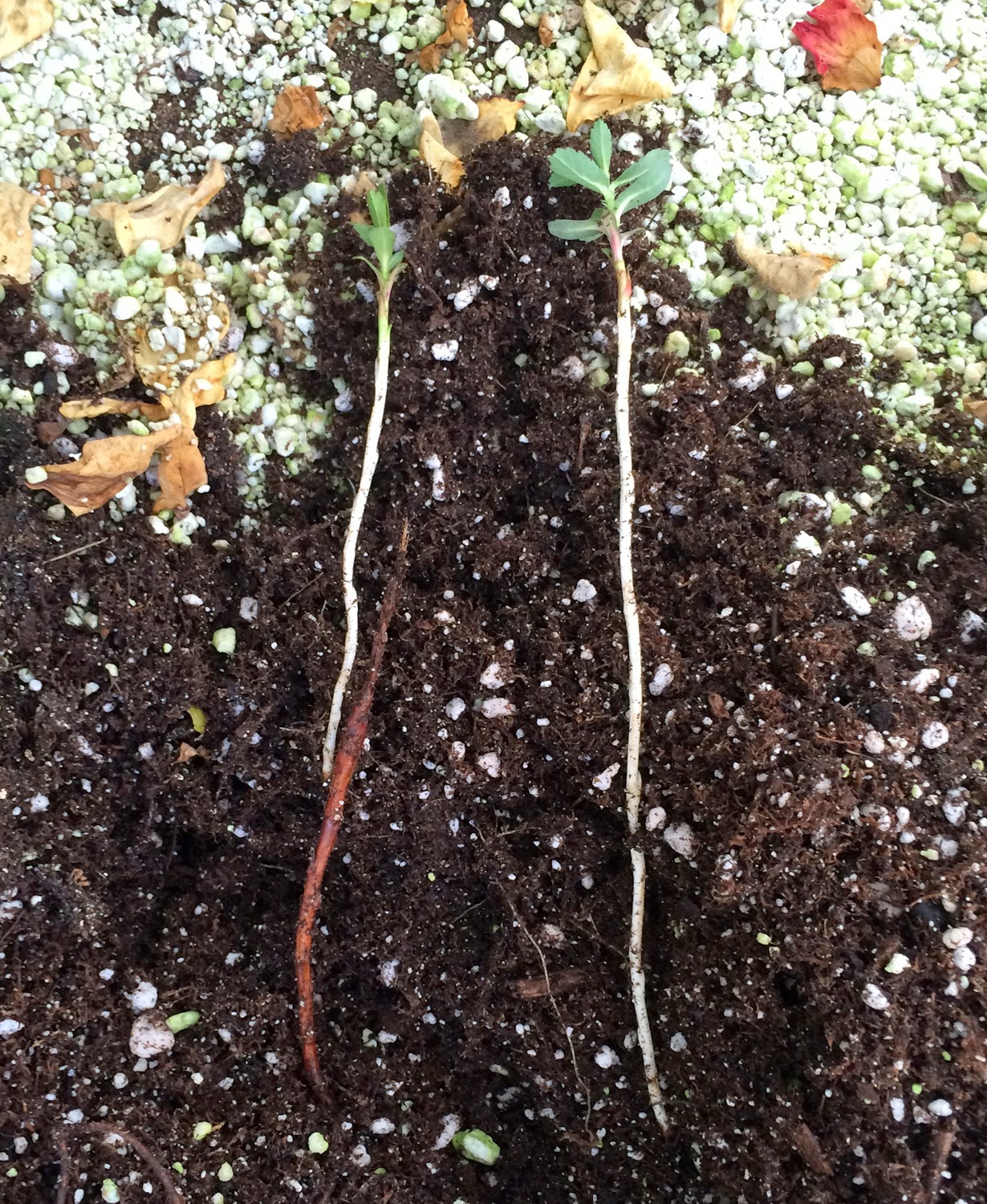 Rose Hybridizing: Hulthemia Persica Seedlings (Part 3)