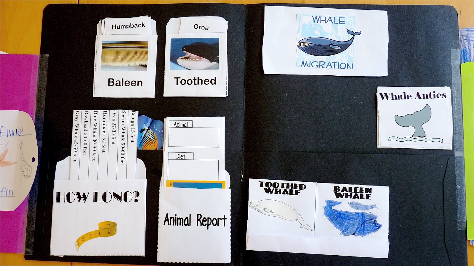 Homeschooling Reconstruction: The Whale Lapbook