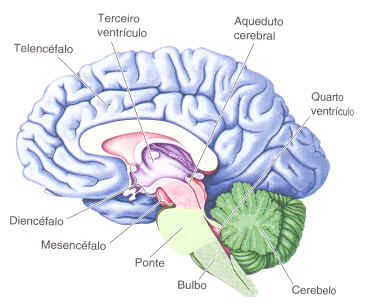 El Cuerpo Humano: cerebro