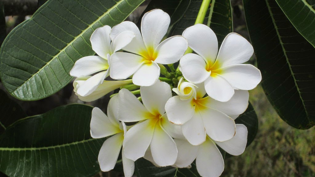 මිදුල : ඇදුරුතුමනි අප ලොව මිනිසුන් වූයෙත් ඔබ නිසාය