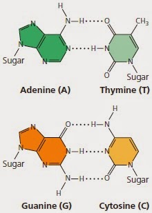 Dream Big: Molekul Penyusun Asam Nukleat