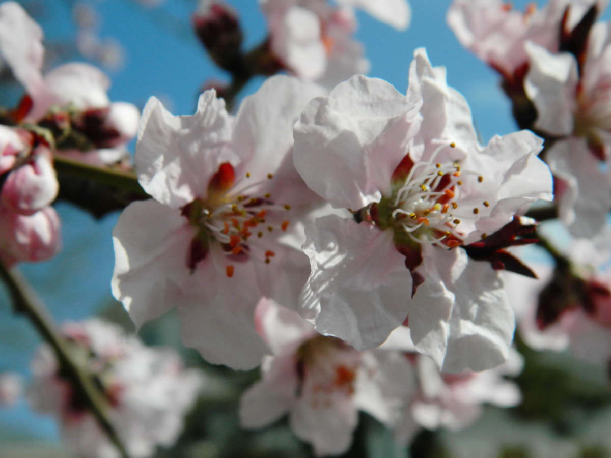 LA MULTI ANI, ROMANIA!: Flori de migdal