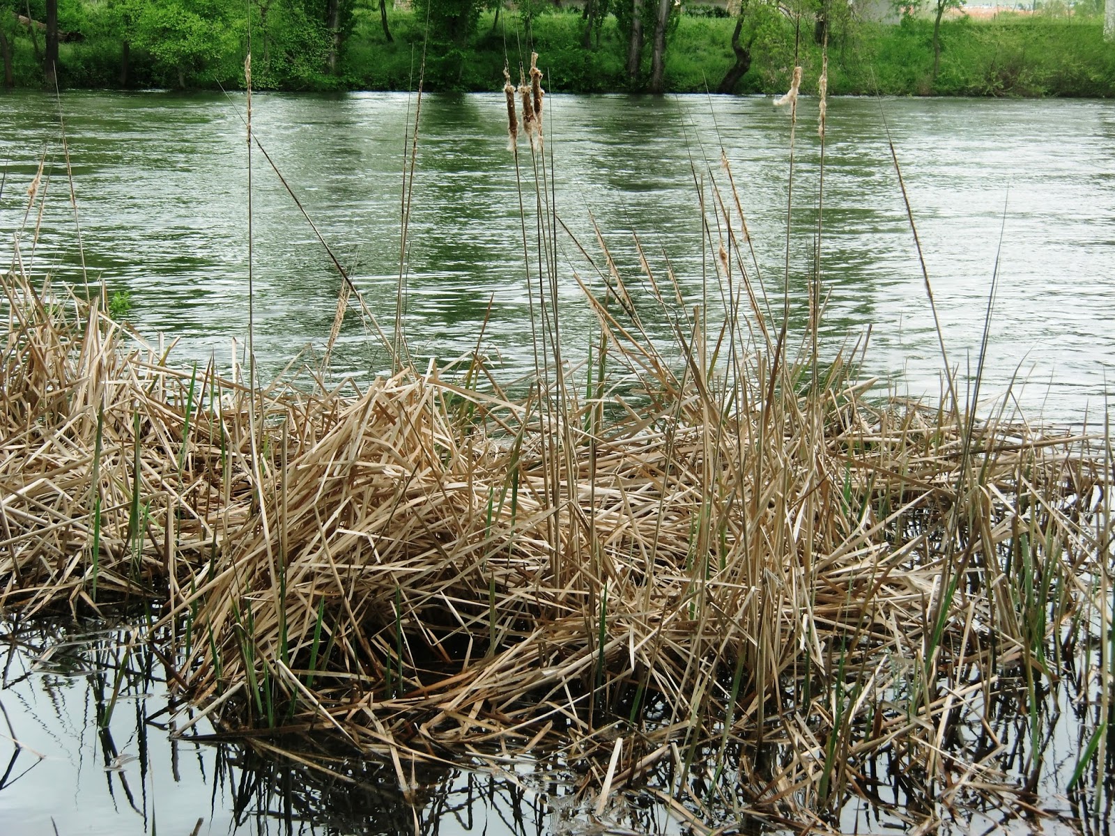 Plantas de Huerta Otea, Salamanca: Totora, junco de esteras, espadaña ...