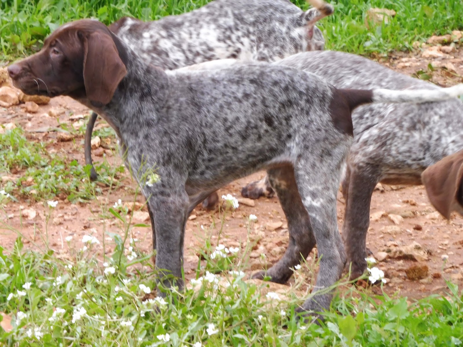 BRACO FRANCÉS DE BELBOX: CACHORROS DE TROIS X I`NESS