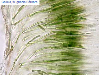 Cyanophyceae (Alga Hijau- Biru) ( Ordo Hormogonales): “ Cyanophyceae ...