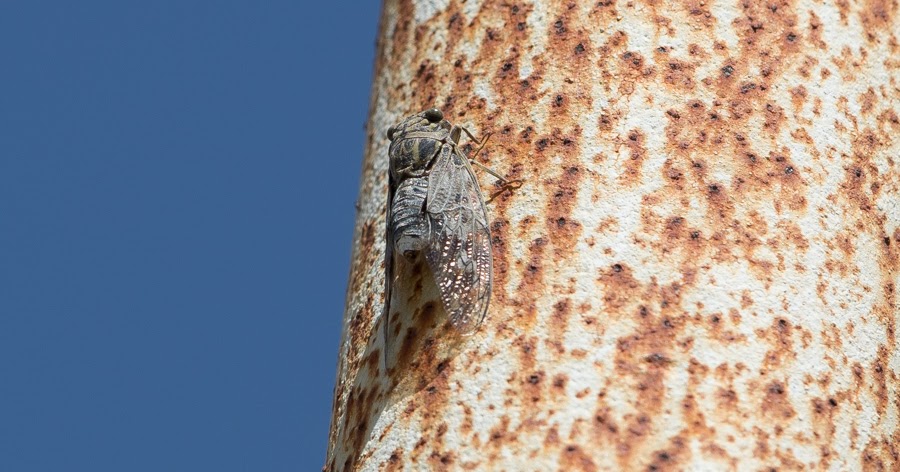 Birds of Saudi Arabia: Arabian Cicada - Tanoumah