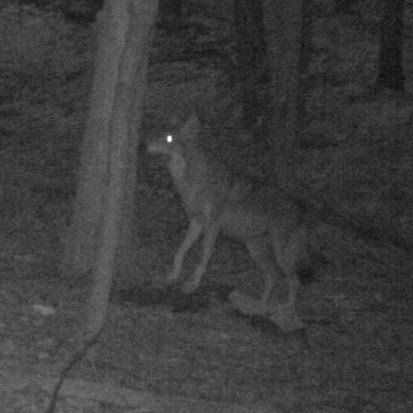 pahistorybooks: PA Wildlife: Eastern Coyote