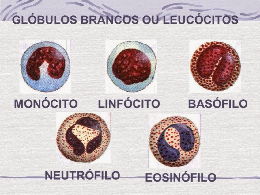Ciências Exatas: Leucócitos
