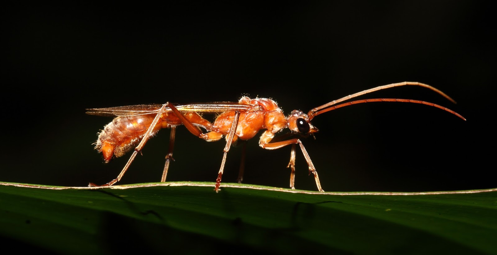 BunyipCo: Around the Lights