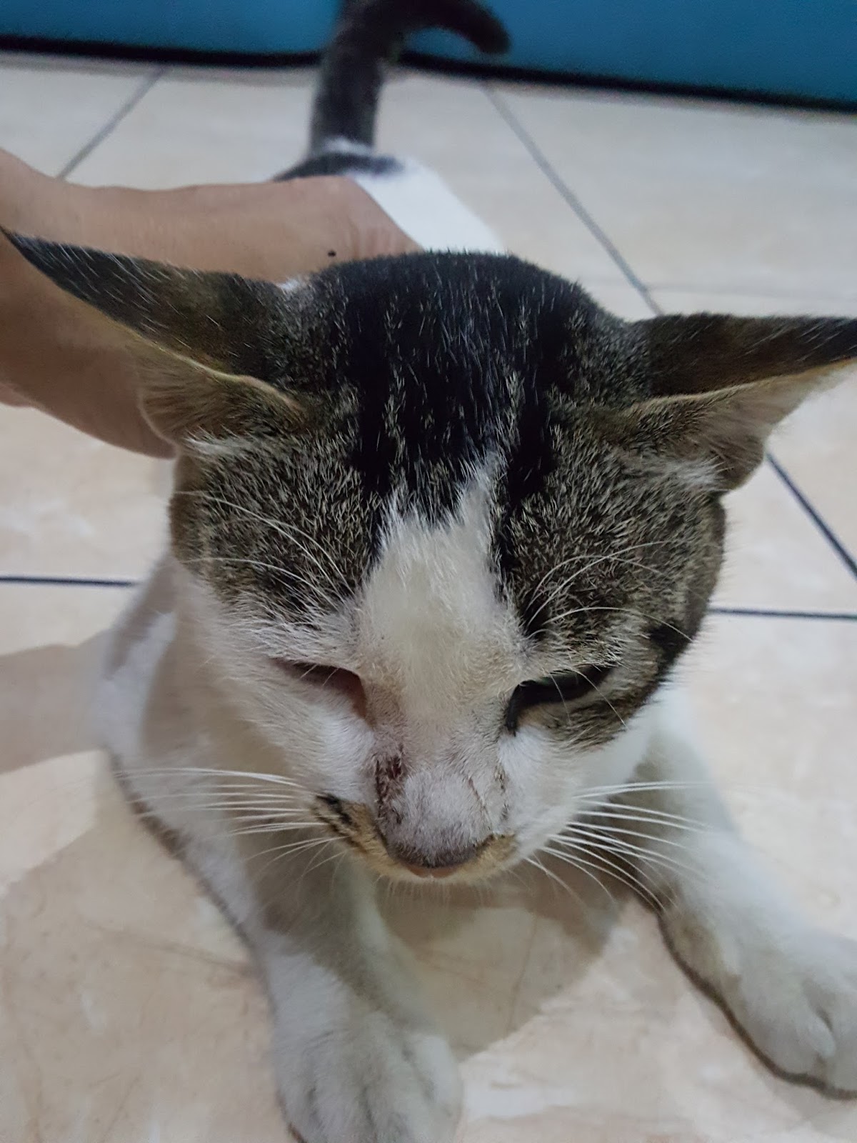 Oreo, Kucing Kampung Yang Bikin Bingung | Kucing Kampung Rumahku