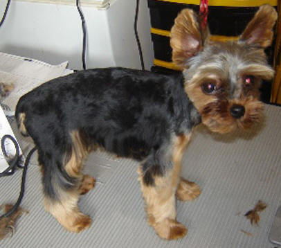 Shear Perfection: Yorkshire Terriers: little dogs, big personalities