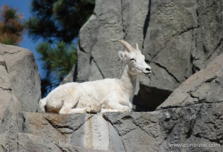 10 most Dirty Animals in the World | Wild Of Animals