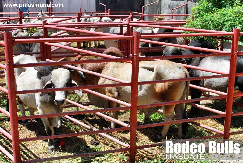 Rodeo Academy to Further Boost Tourism in Masbate