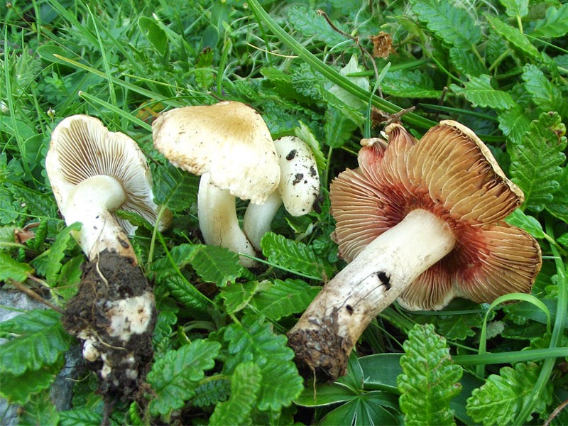 Elige bien a tu comensal... hoy con muscarina | Nutrición a las 6