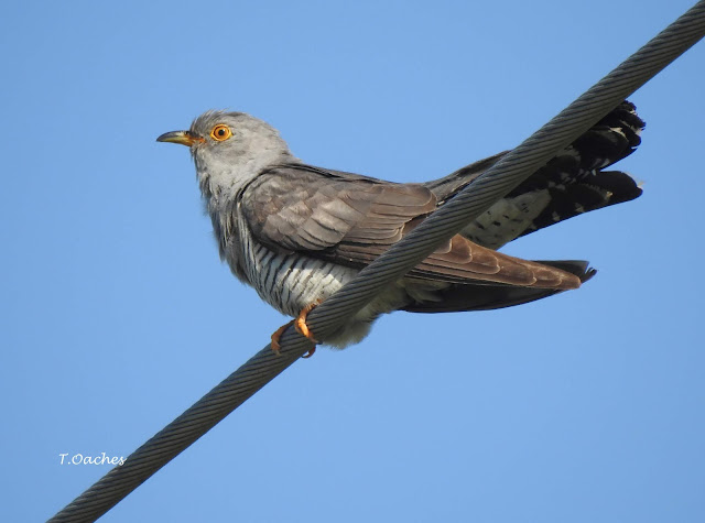 PASARI DIN ROMANIA: CUCUL (2), Cuculus canorus