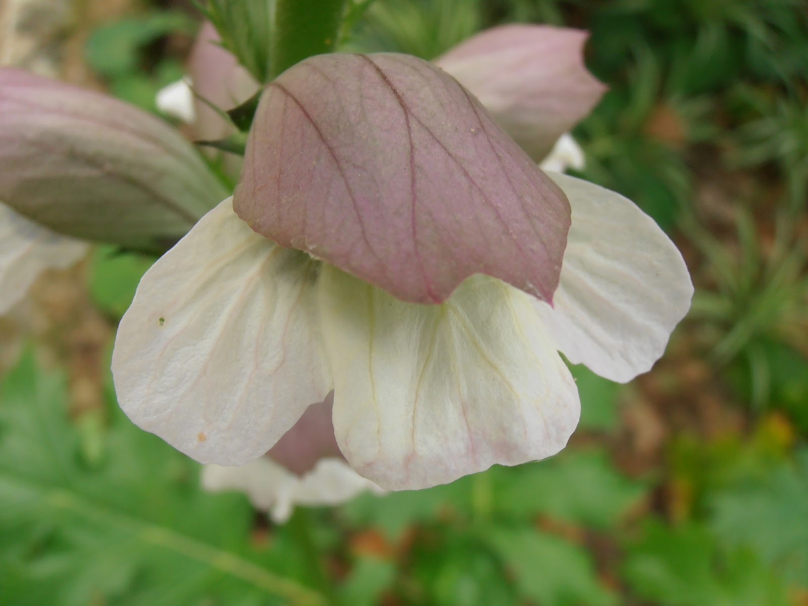 ACANTO: Acanthus mollis | Plantas rioMoros