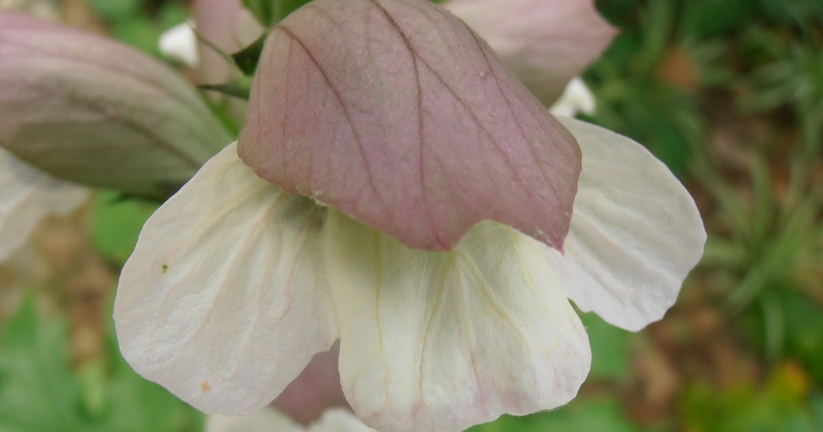 ACANTO: Acanthus mollis | Plantas rioMoros