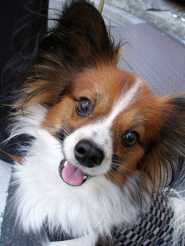 Papillon Dogs Pictures | Homecoming Hairstyles