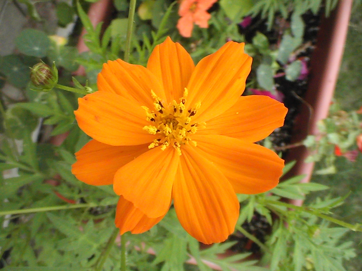 In My Garden: Cosmos Dance in your Garden!
