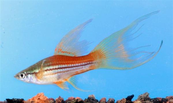 Shamudra Bilash: Sword Tail & Molly Fish