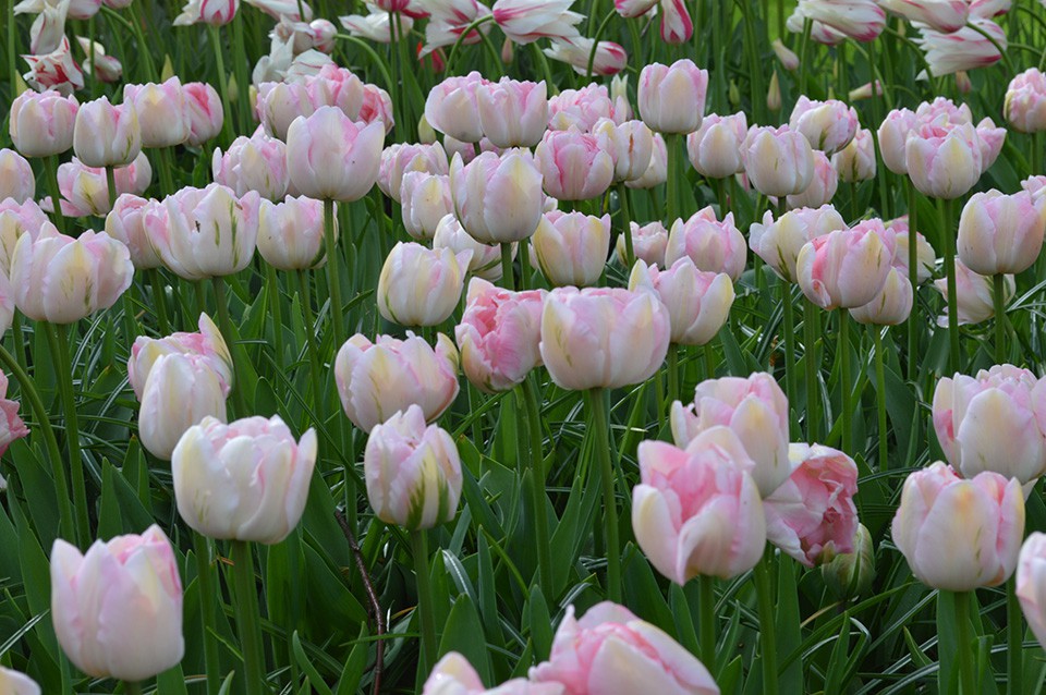 Montreux | Double Early Tulip ~ Tulips Territory