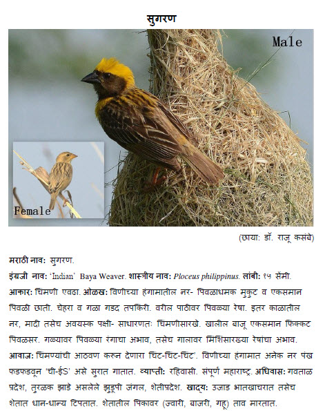 World Tourist Destinations: Bird information in marathi