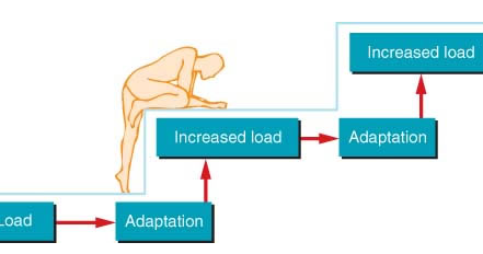 REF-DoM: Training Method-Pyramid and Progressive Overload
