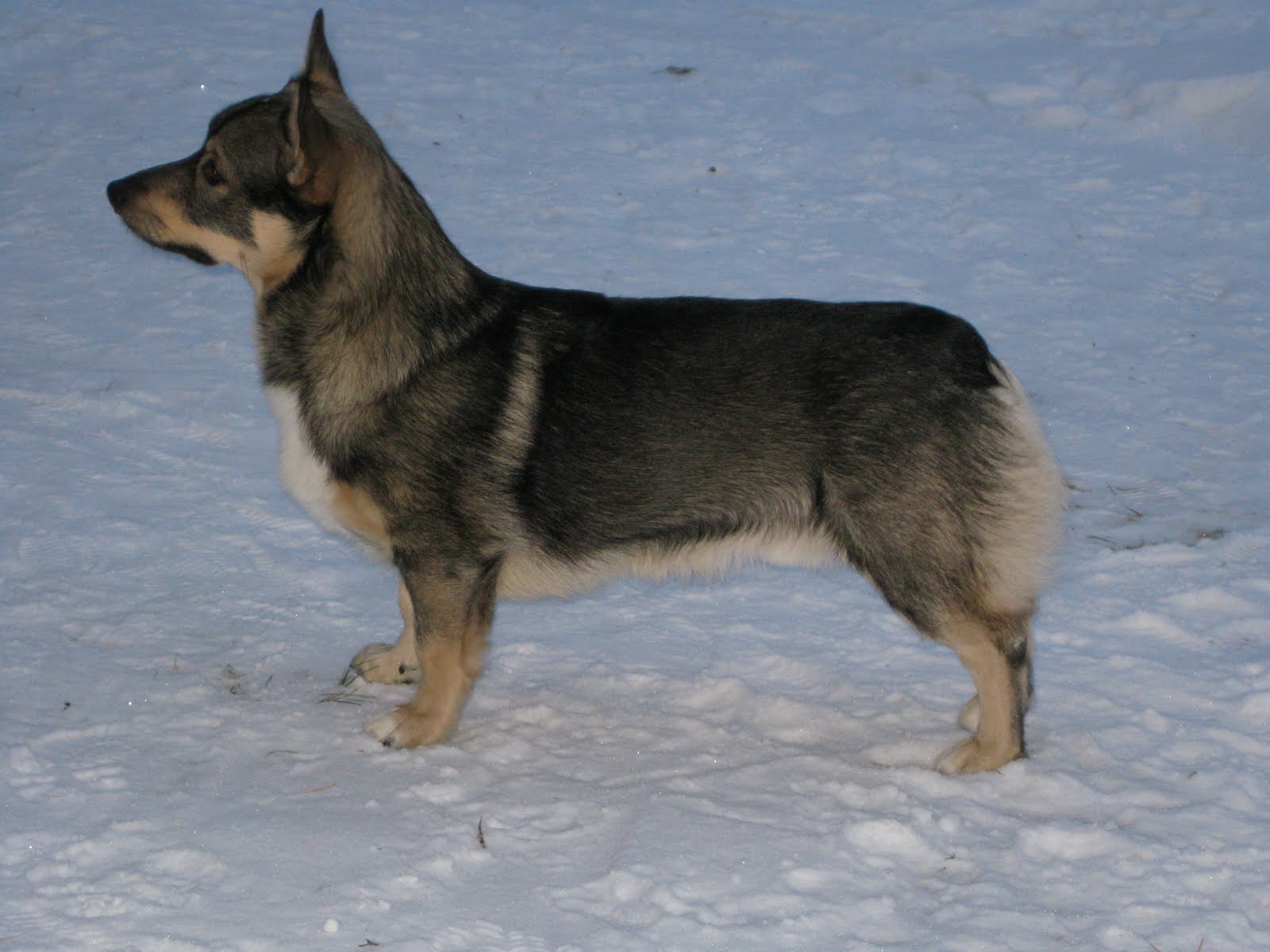 Keltaruusun länsigöötanmaan pystykorvat: Emman eka-vekarat eli ...